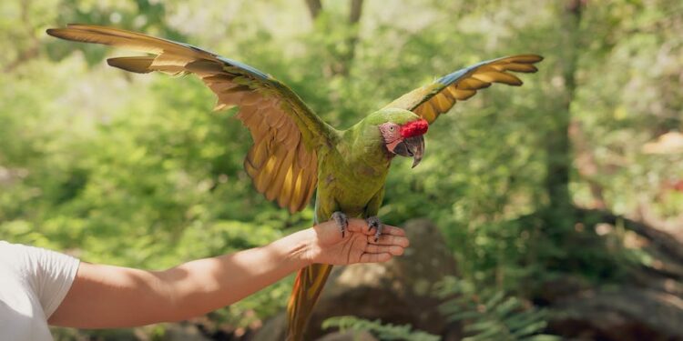 ℹ Guía Definitiva Sobre Animales con GUI: Características ...