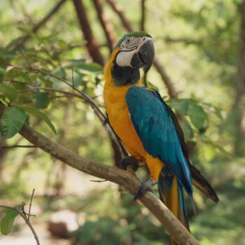 ℹ Descubre la Fascinante Lista de Animales con G en Inglés: Guía ...